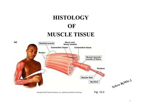 Muscle Tissue 2pdffufygugyytyfyytygygygyf Pdf