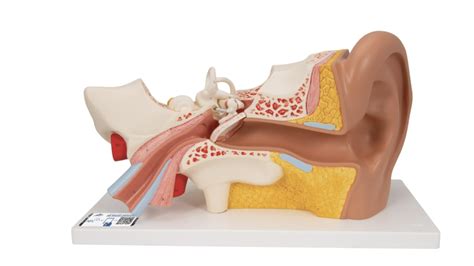 Ear Model Labeling 1 Diagram Quizlet