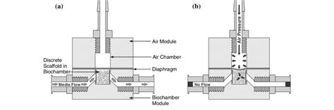 Bioreactor Assembly Illustrated To Demonstrate Perfusion Flow A And Download Scientific