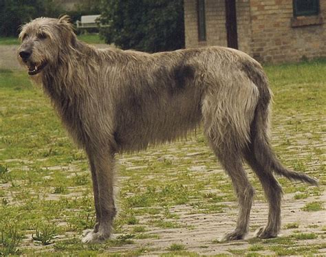 Irish Wolfhound Rescue
