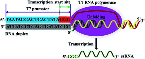 A Controlled T7 Transcription Driven Symmetric Amplification Cascade Machinery For Single
