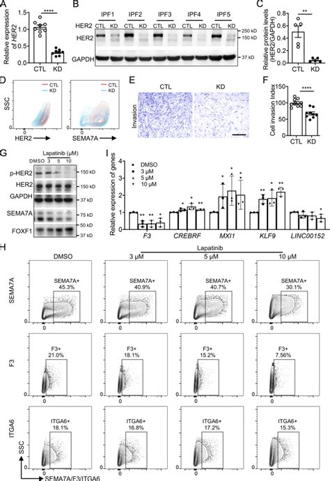 Her2 Deficiency Rescued The Dysregulated Gene Profiles In Ipf Lung
