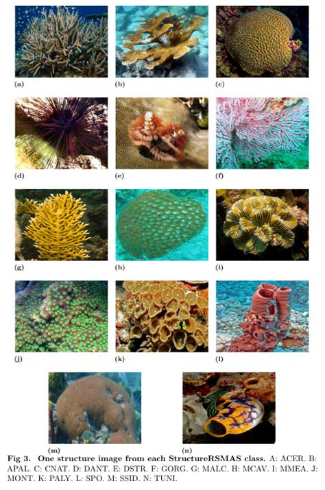 Coral Species Identification With Texture Or Structure Images Using A