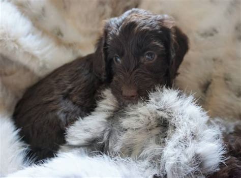 Brown Cockapoo Dog Banque Dimages Et Photos Libres De Droit Istock
