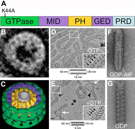 Dynamin Self Assembles And Tubulates Lipids A Scheme Of Dynamin