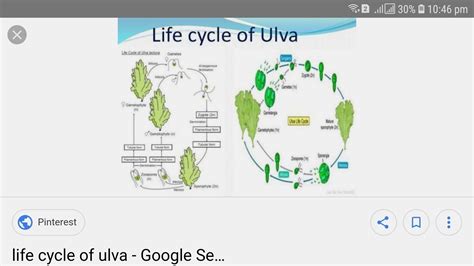 Hey Guys Please Give Breif Detail About Life Cycle Of Ulva Both
