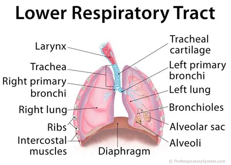 Lower Respiratory Tract Lower Respiratory Tract