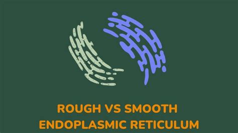 Rough Vs Smooth Er Differences In Structure And Function Gezro