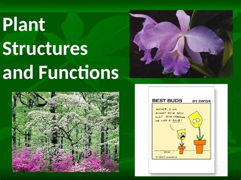ppt plant structures and functions structures and functions