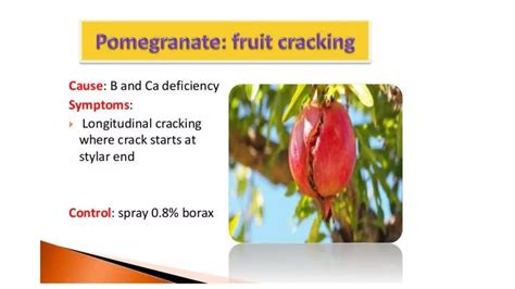 Macronutrient Deficiency In Plants Pptx