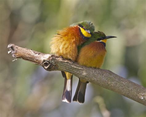 Bug Eating Birds 101 Bird Buddy Blog