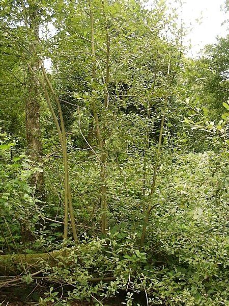 Goat Willow
