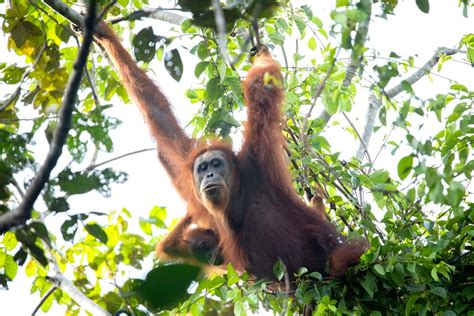 New Cluster Of Tapanuli Orangutans Discovered In Sumatra Peat Swamp