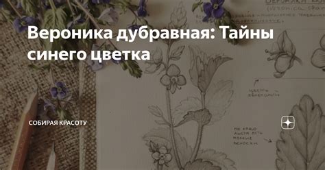 Вероника дубравная Тайны синего цветка 🌿 СОБИРАЯ КРАСОТУ Дзен