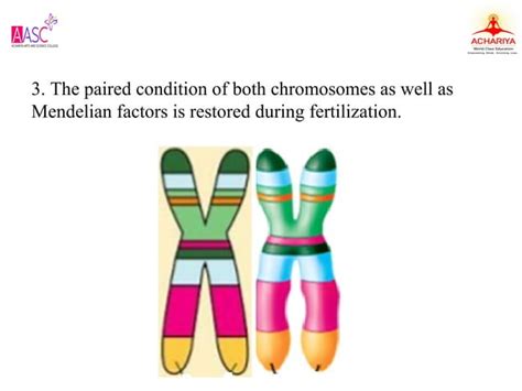 Chromosomal Theory Of Inheritance Ppt