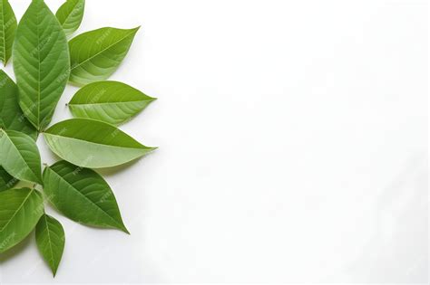 Premium Photo Green Leaves On A White Background
