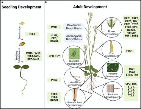 Functional Role Of Microproteins During Different Developmental