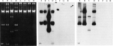 Dna Dna Hybridization Analysis Of Bac Plasmids Undigested Plasmid Dna
