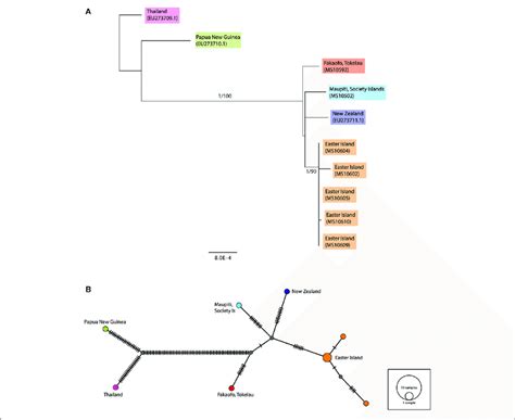 A Rooted Maximum Likelihood Ml Tree Inferred From The Complete