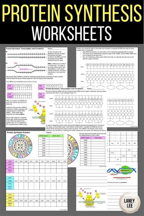 Protein Synthesis Practice Worksheet E