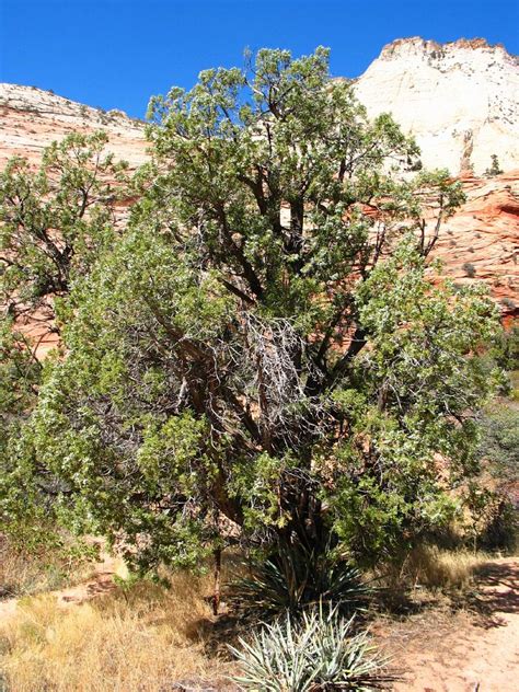 Utah Juniper Juniperus Osteosperma American Trees Bryce Zion Grand