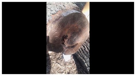 Sawmilling Elm Log Eporner