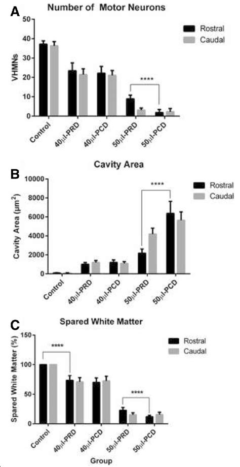 Bar Graphs Indicate Differences In The Number Of Vhmns A The Size Of
