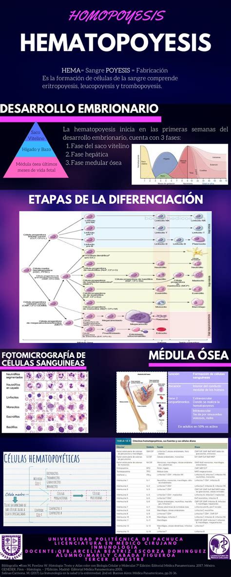 Hematopoyesis Map Map Screenshot