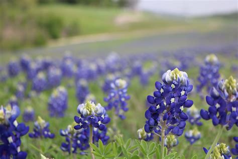 50 State Flowers History Full List With Pictures Parade Home And Garden