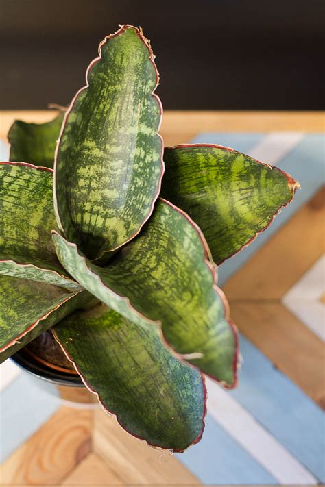 Sansevieria Dragon Wing Svokrine Jazyky