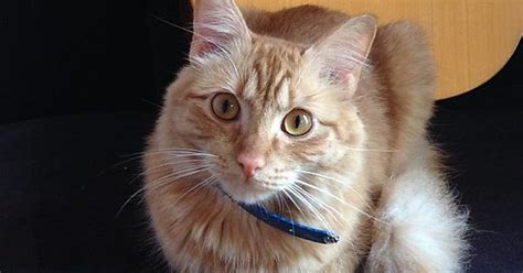 Ive Been Trying To Avoid Using The Submit To Gallery Feature But I Figured You Guys Would