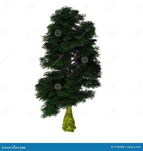 Temperate Deciduous Forest Tree And Shrub Foliage Description Outline