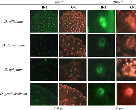 Comparison Of Key Microscopic Characters Of Four Species Of Dendrobium