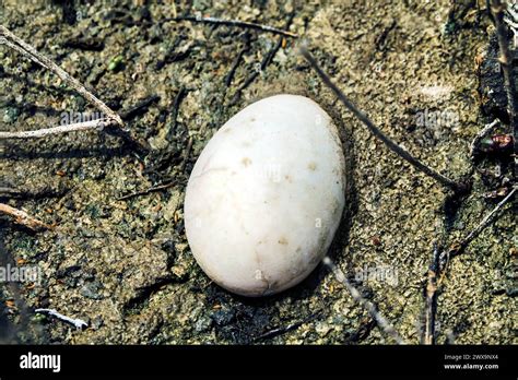 Wild Duck Egg Abandoned In A Swamp Check And Rotten Addled Egg Stock