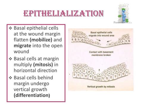 Epithelialization