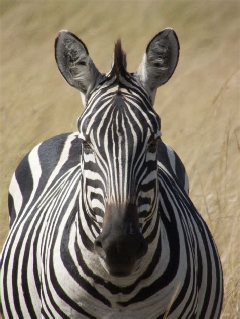 Plains Zebra Wild Expedition