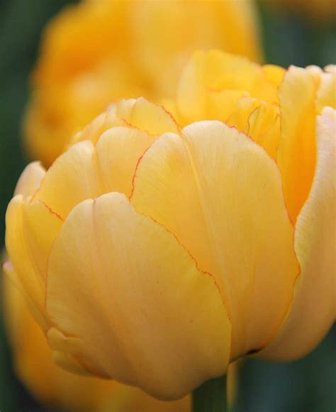 Tulipa Yellow Pomponette Hayloft