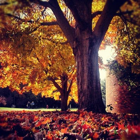 Fall At Bcc Tree Favorite Places Plants