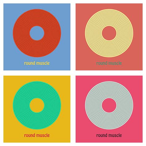 Conjunto De Estructura De Vector De Anatomía Del Músculo Esquelético