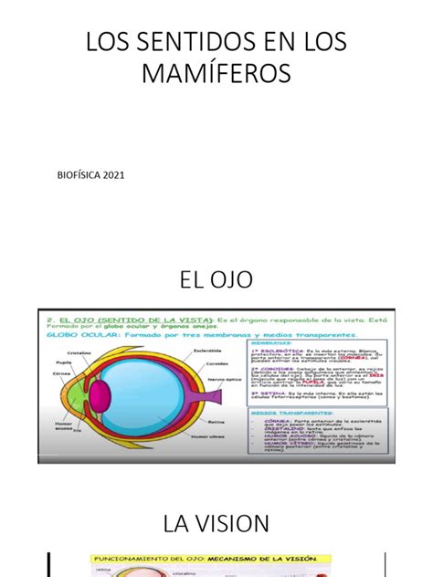 Sentidos Que Impulsan El Éxito De Mamíferos Pdf