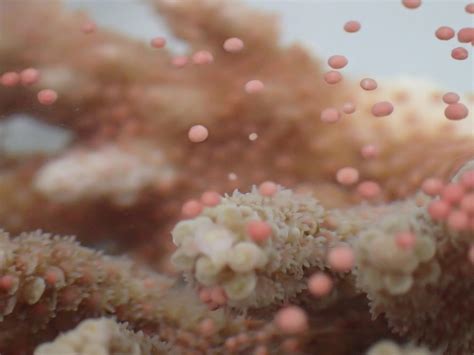 Scientists Are Studying The Mysterious Sex Lives Of Coral Popular Science