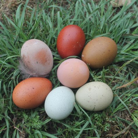 7 Stunning Rainbow Chicken Eggs To Add To Your Basket