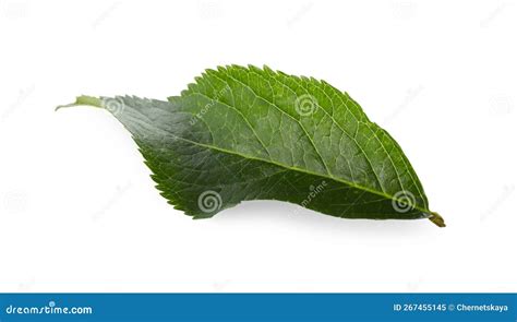 Set Of Green Elderberry Leaves Isolated On White Background Elderberry