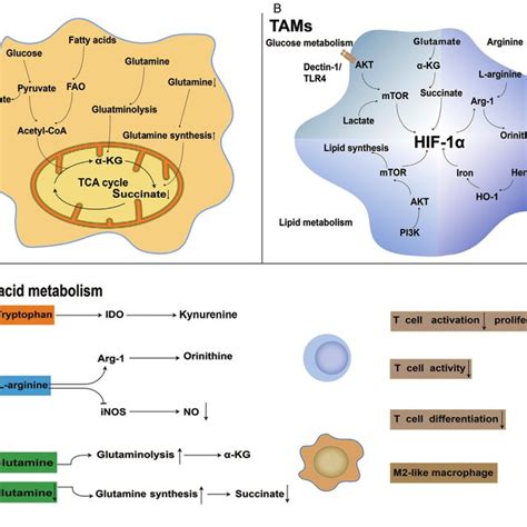 Metabolic Reprogramming Of Tumor Associated Macrophages Tams A