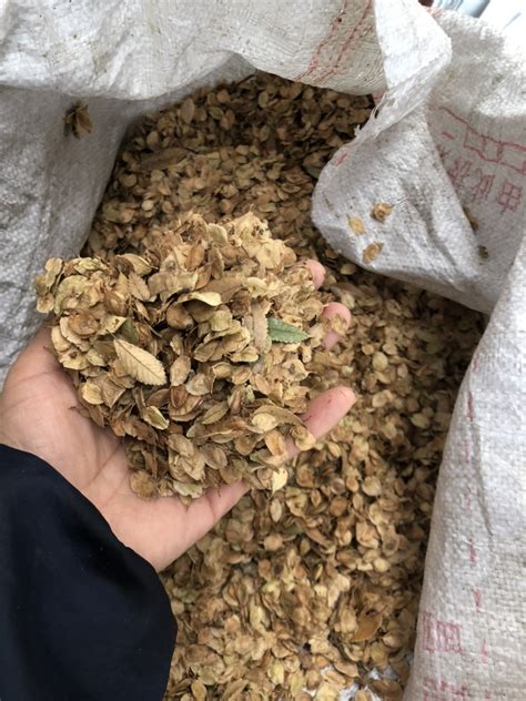 江西九江柴桑区枫树种子、松树种子、桃树种子、风铃木种子、铁刀木种子、枣树种子、澳洲火焰木种子、台湾相思种子、虎杖种子、含笑种子、槐树种子、木荷种子、乌桕种子、杜仲种子、青钱柳种子、腊梅种子