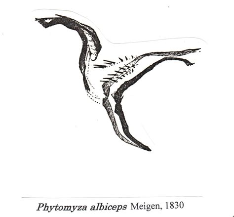 Phytomyza Agromyzidae