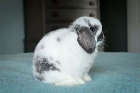 Holland Lop Color Chart Holland Lop Rabbit Colors Ohio Holland Lops