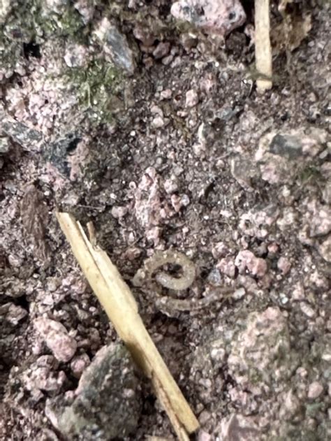 What Is This Tiny Worm Like Thing Rwhatsthisbug
