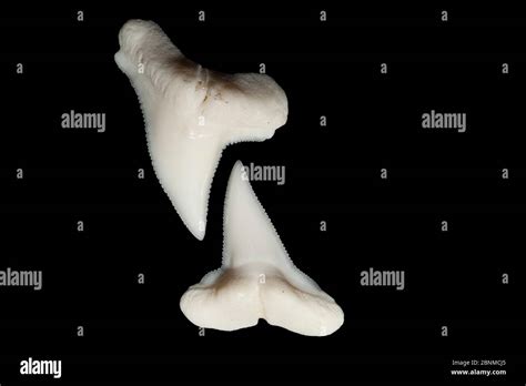 Great Hammerhead Teeth