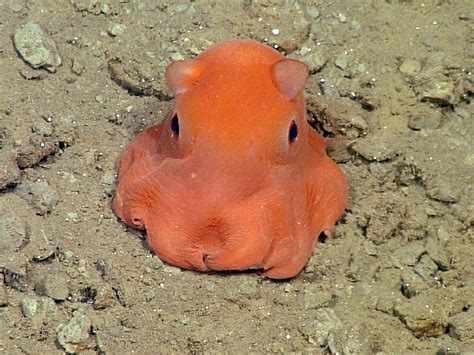 5 Awesome Dumbo Octopus Facts The Cutest Octopus Ever Octonation The Largest Octopus Fan
